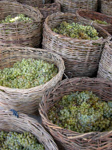 Tradition of wine and cognac making in Armenia