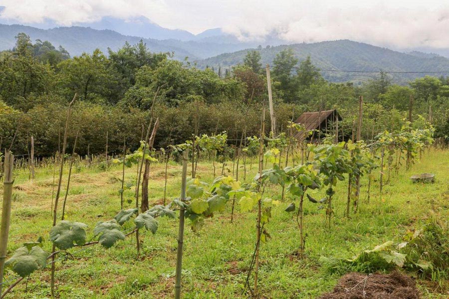 Komli Historic Farmhouse Guest House, Guria