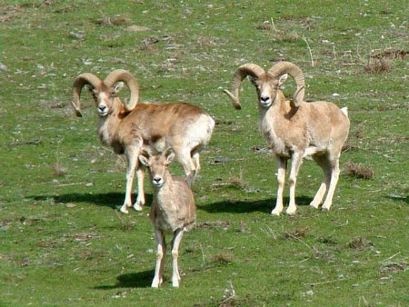 Ecotourism in Uzbekistan: all the beauty of Uzbekistan nature